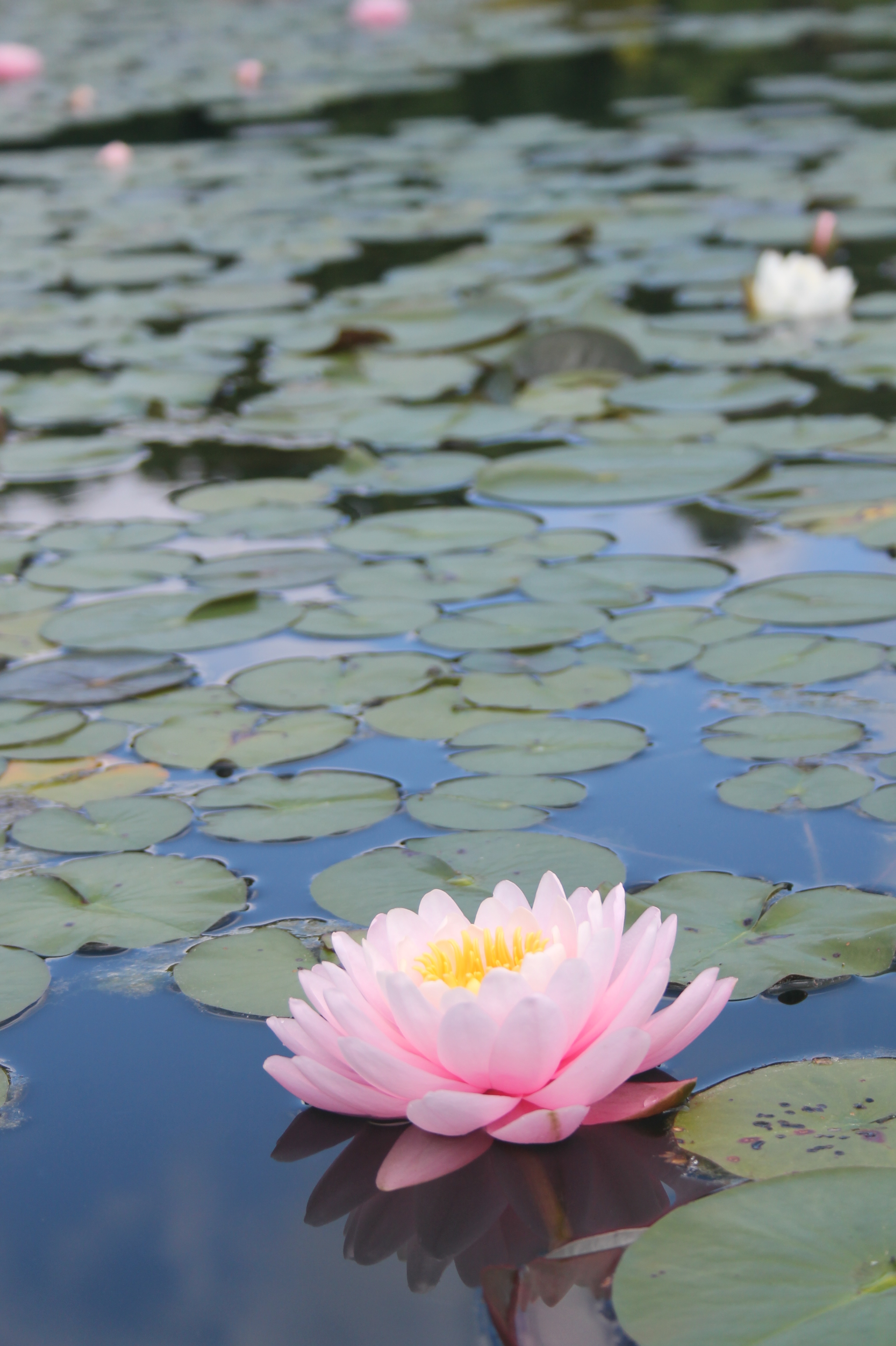 Self-care comes in many forms. – BALANCED TREE REFLEXOLOGY